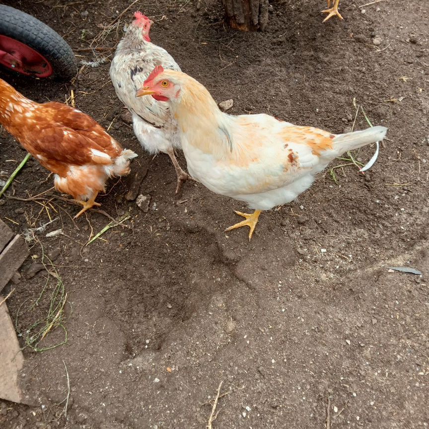 Куры молодки