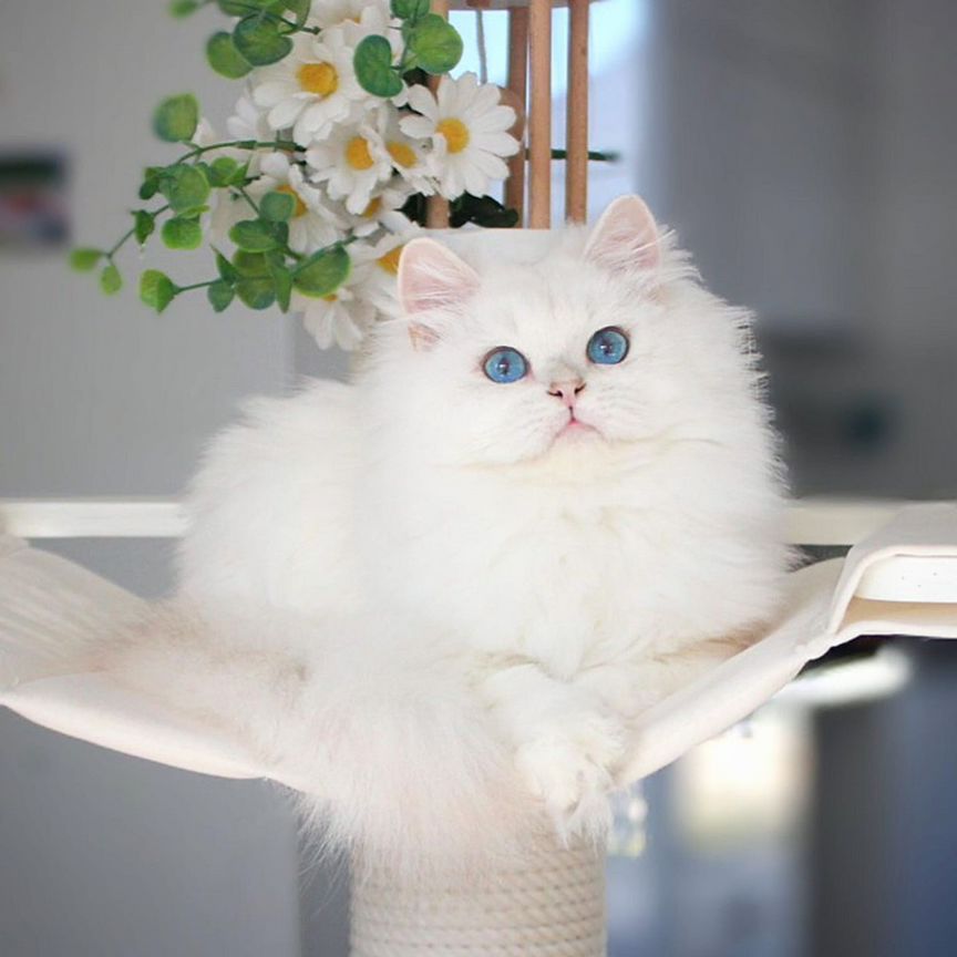 Британские котята