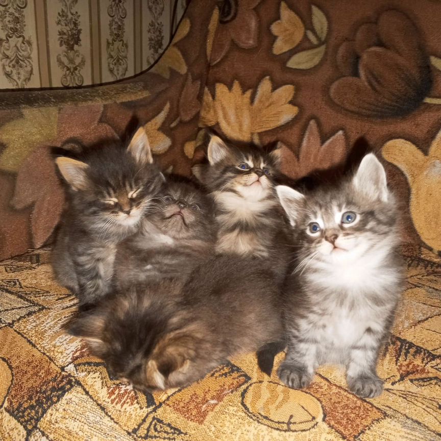 Котята метисы мейн-куна бесплатно