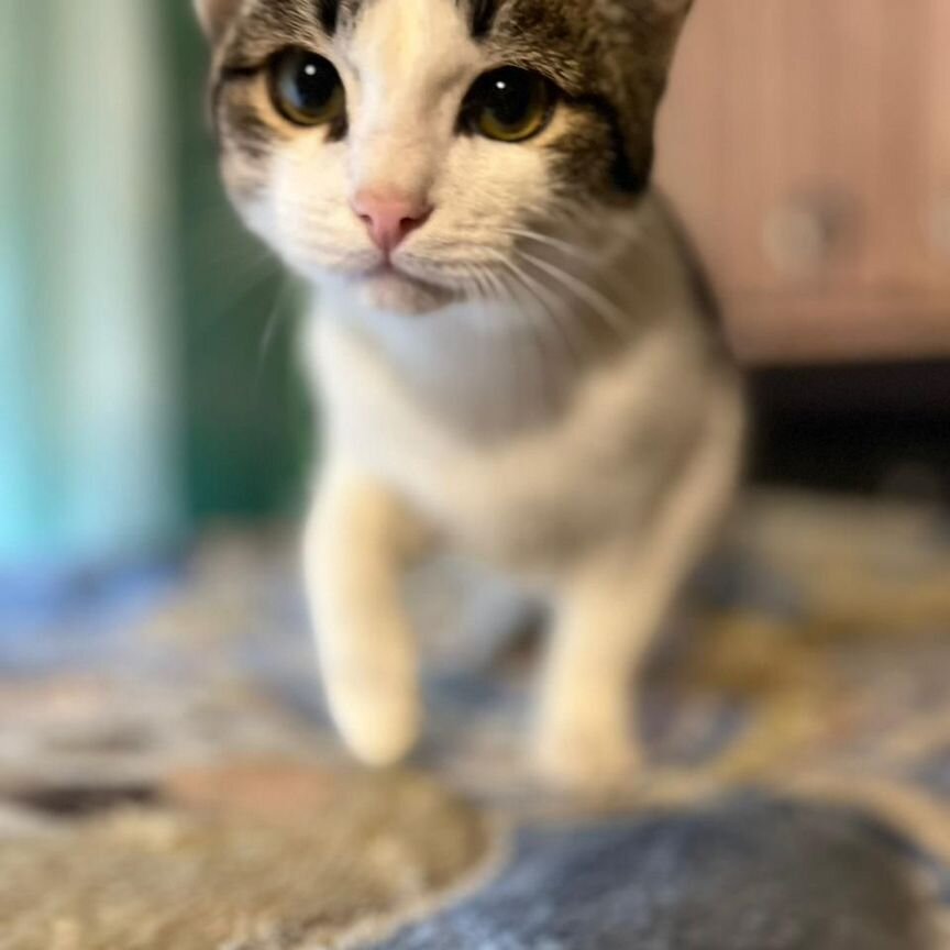 Котенок невероятно ласковый привитый мальчик
