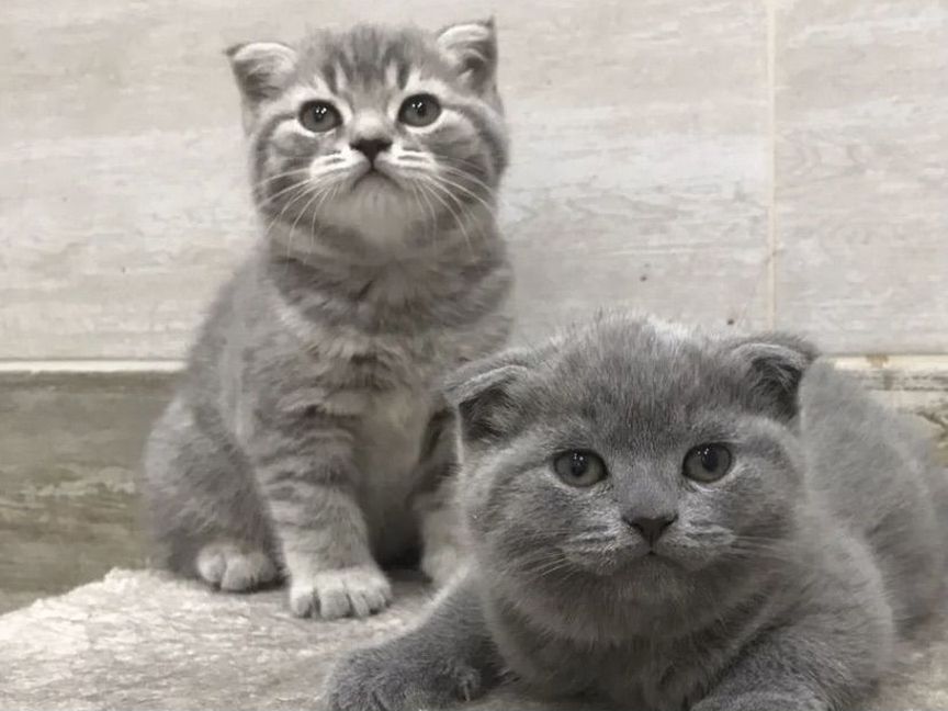 Шотландская вислоухая кошка