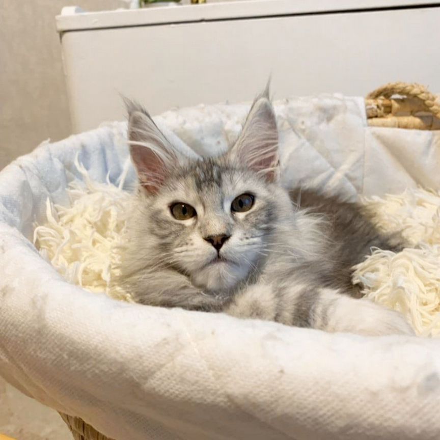 Котята мейн-кун
