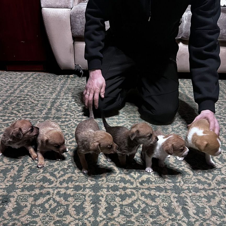 Русский той-терьер, щенок