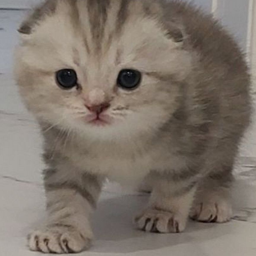 Британский длинношёрстный котёнок