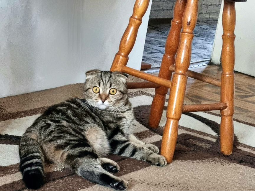 Шотландская кошка вязка