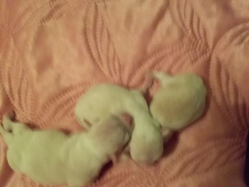 Щенки чихуахуа. Миники