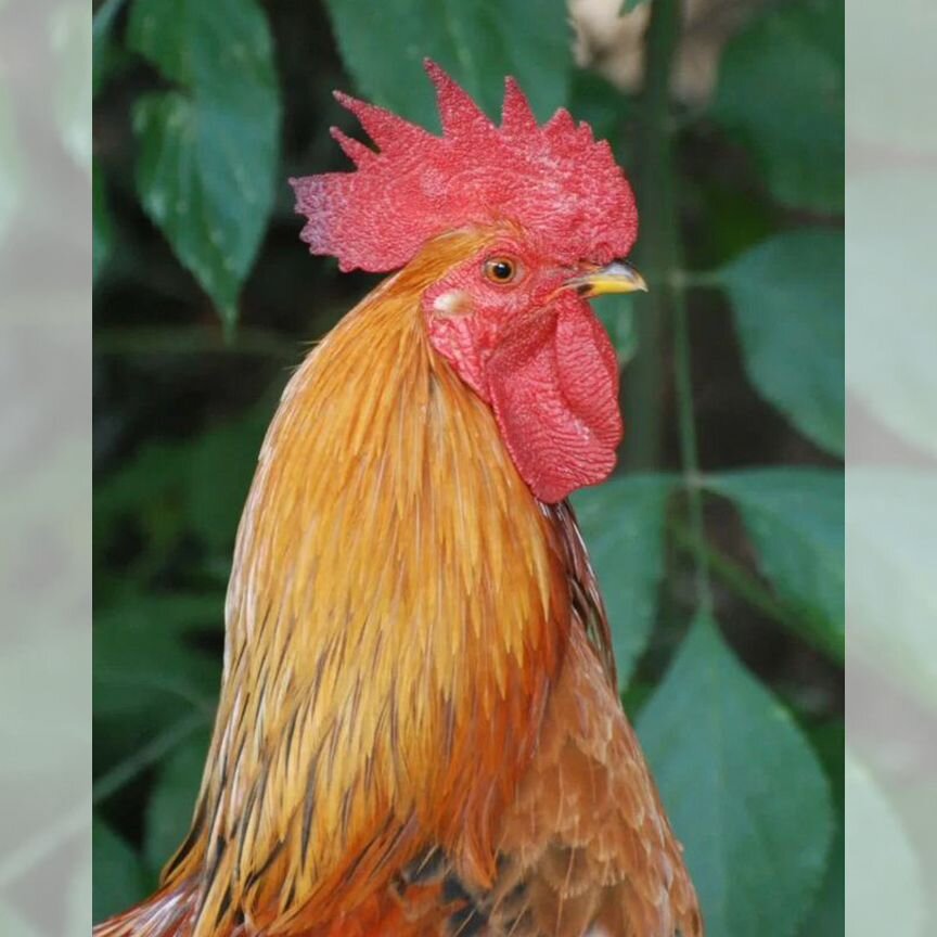 Петух молодой