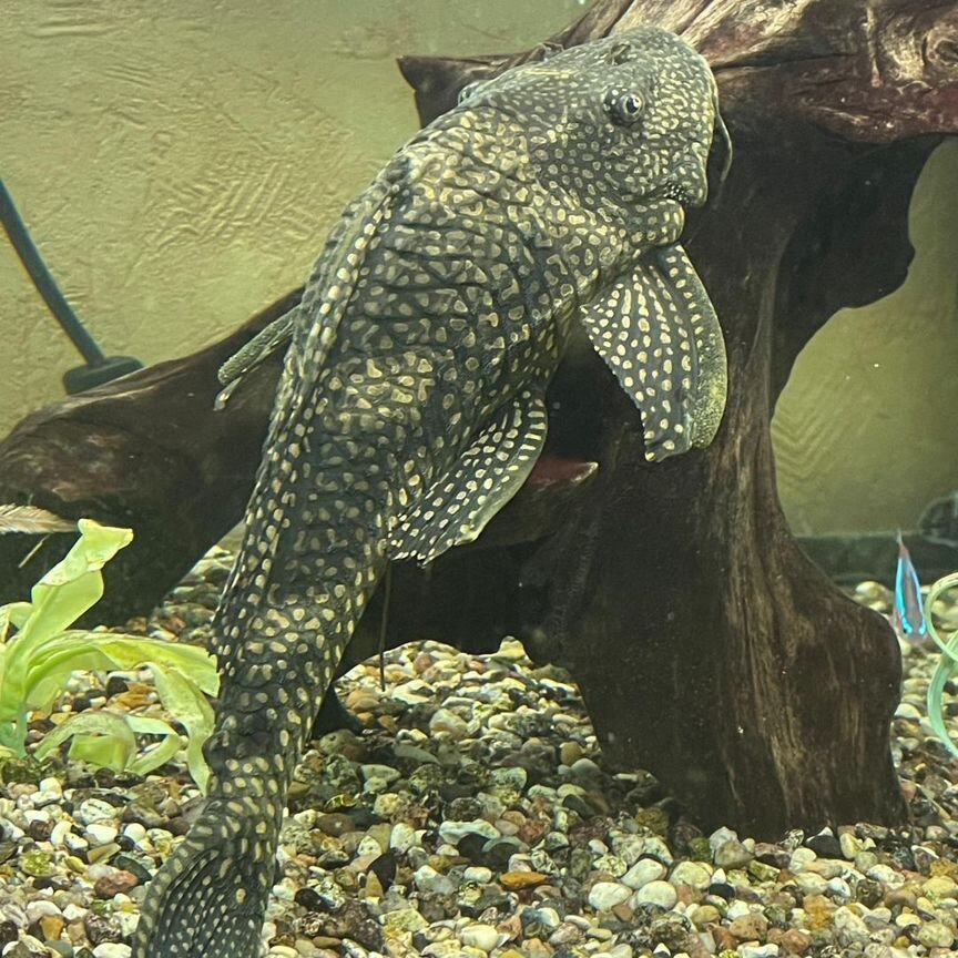 Сом Анциструс