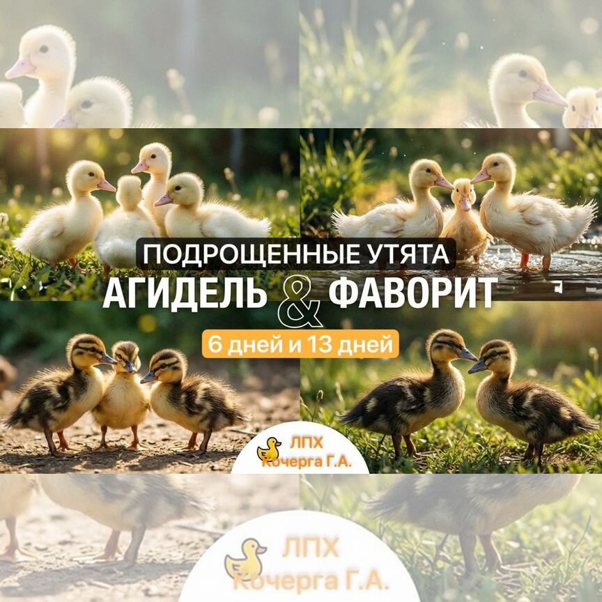 Утята подрощенные оптом