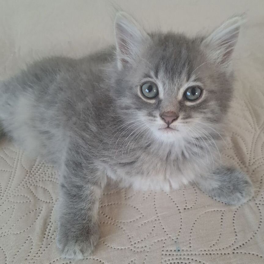 Котята в добрые руки бесплатно мальчик