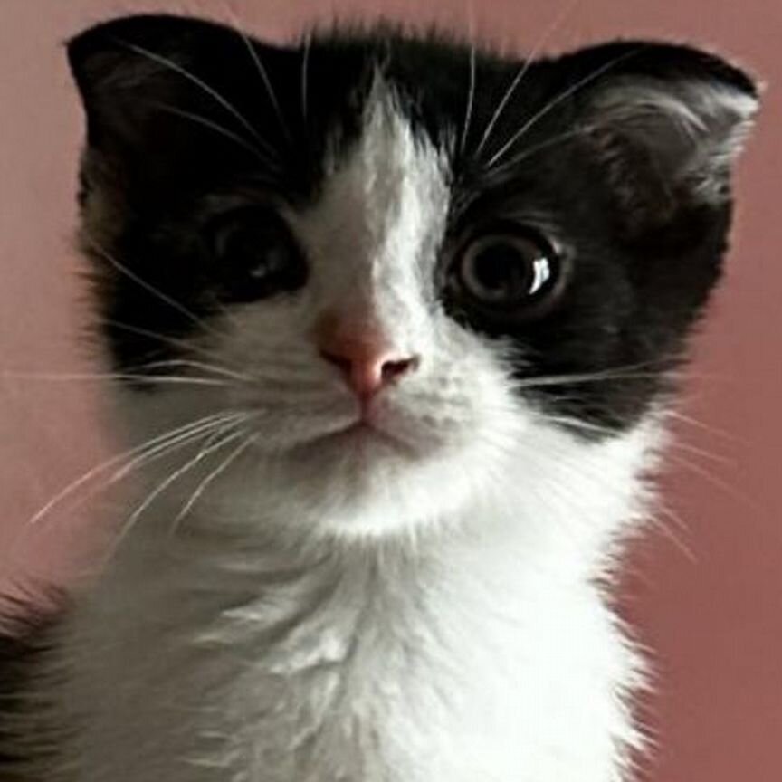 Котенок с милыми ушками девочка
