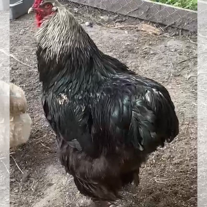 Петух кохинхин