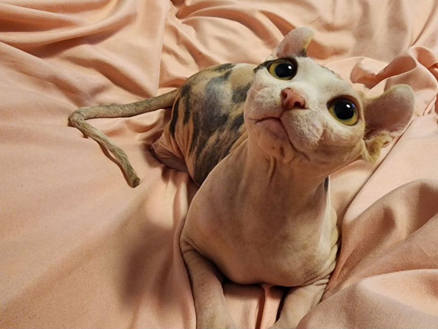 Кошка сфинкс эльф