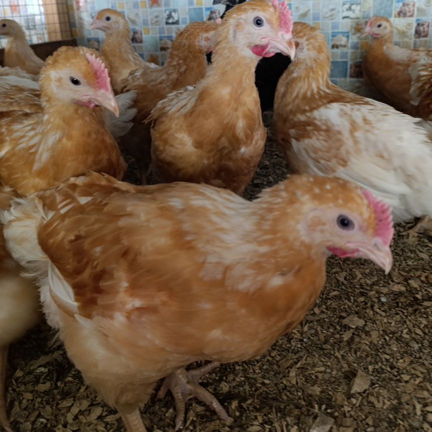 Молодые петушки