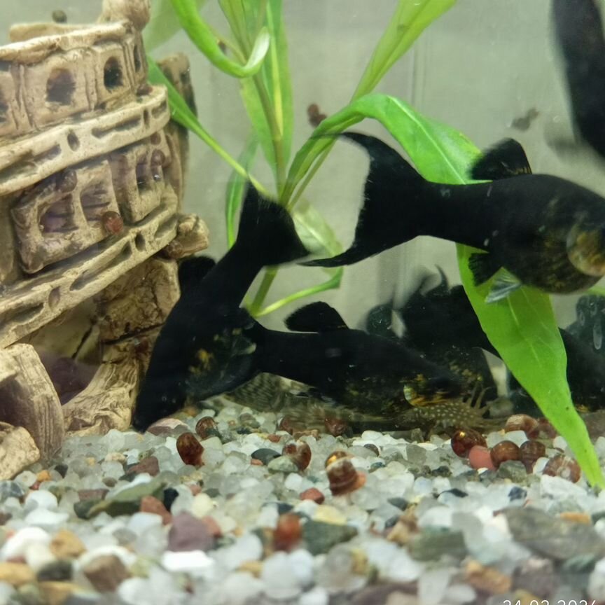 Рыбки аквариумные моллинезия черная