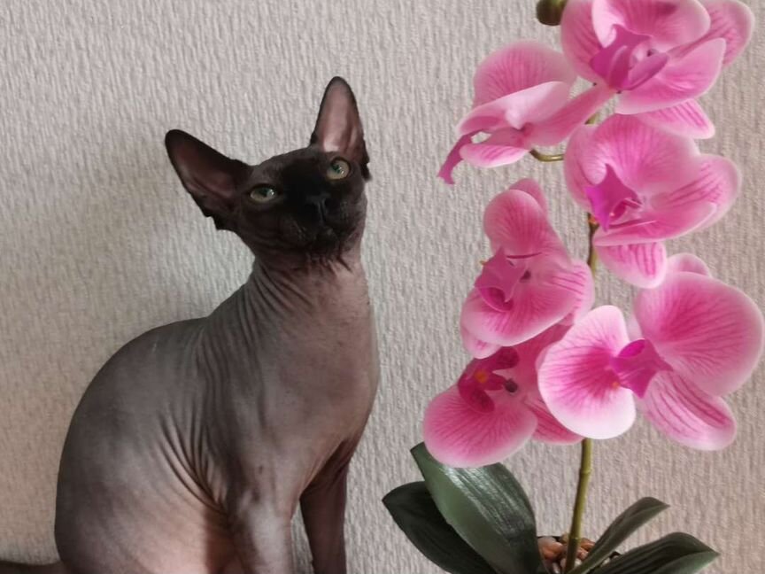 Канадский сфинкс вязка