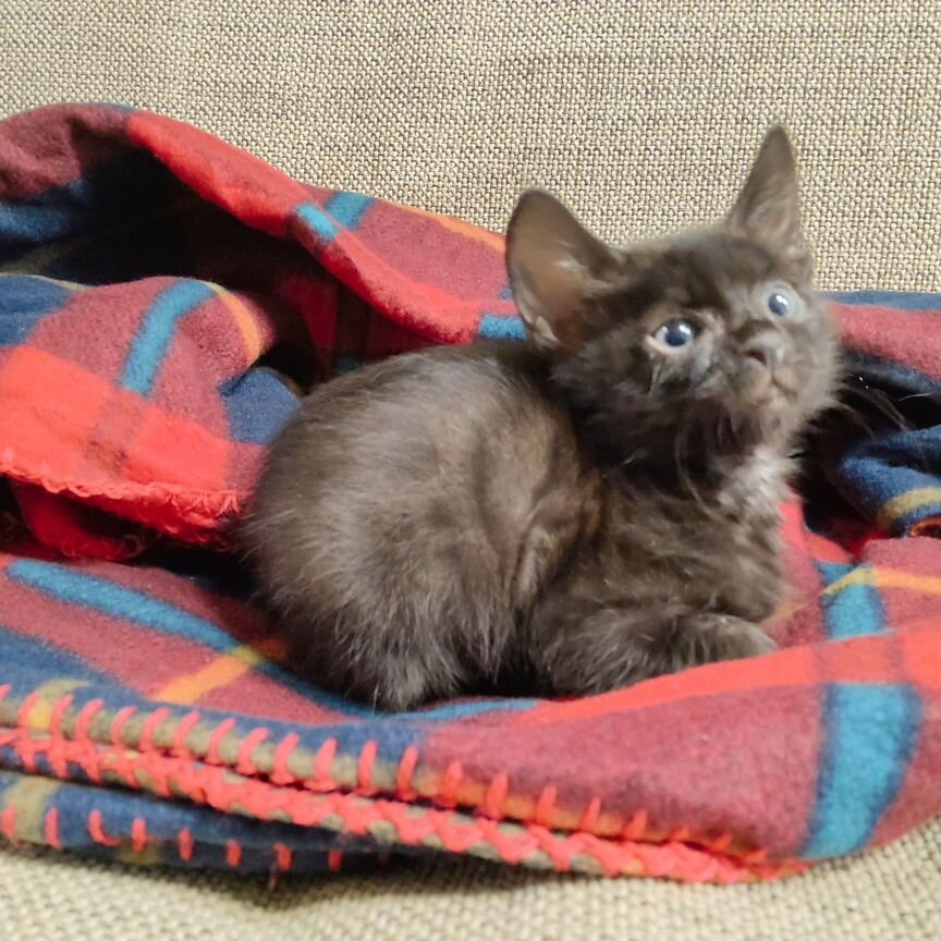 Отдаю котёнка в хорошие руки