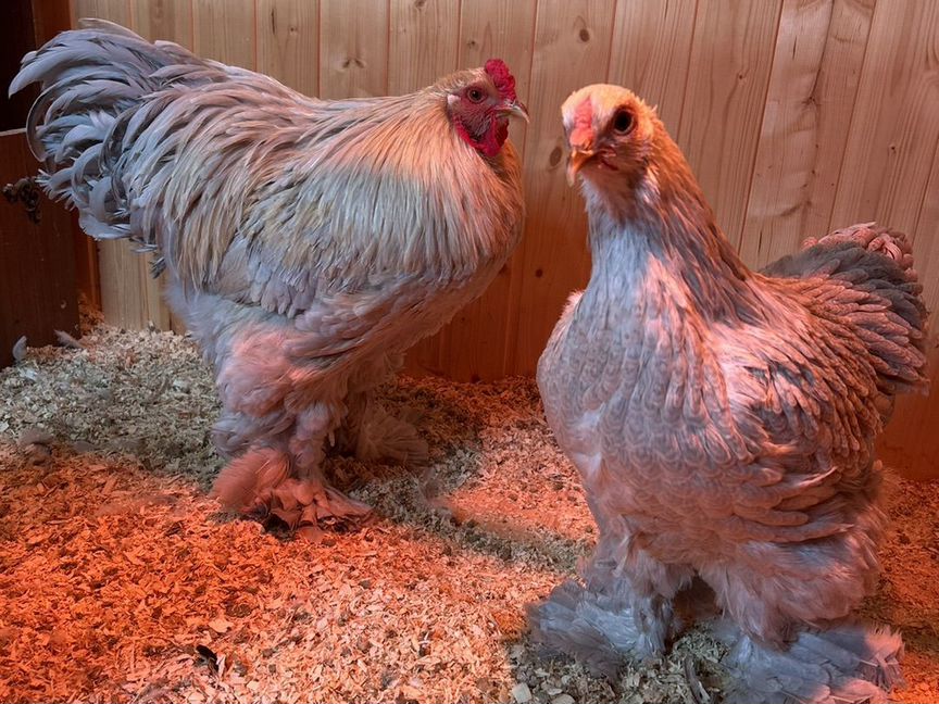 Семья брама изабелла 1+2