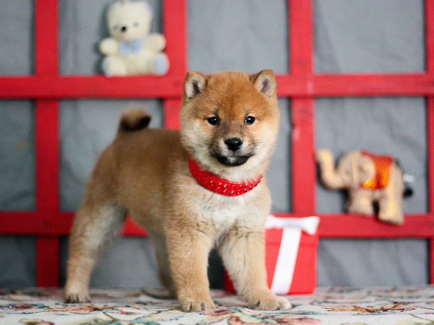 Мальчик породы Сиба-ину