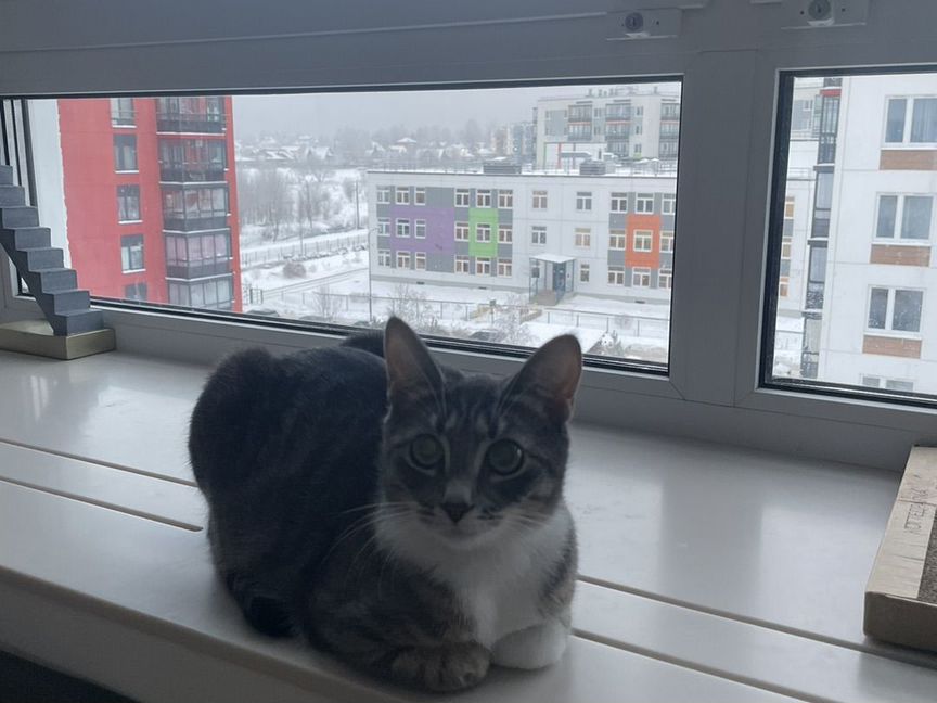 Кошка в добрые руки