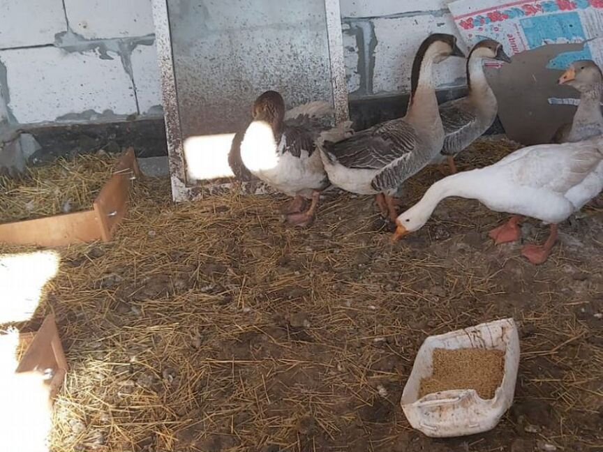 Гуси