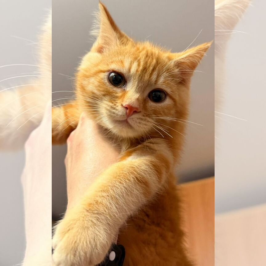 Котёнок в добрые руки