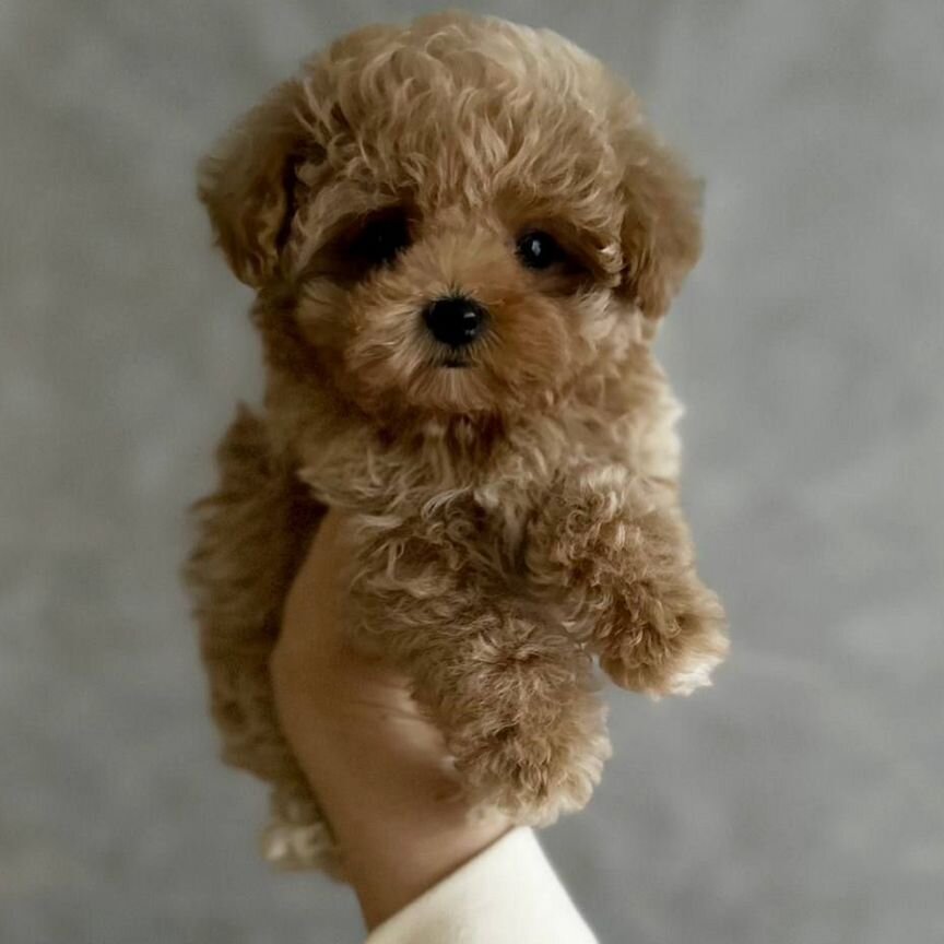 Мальтипу, щенок