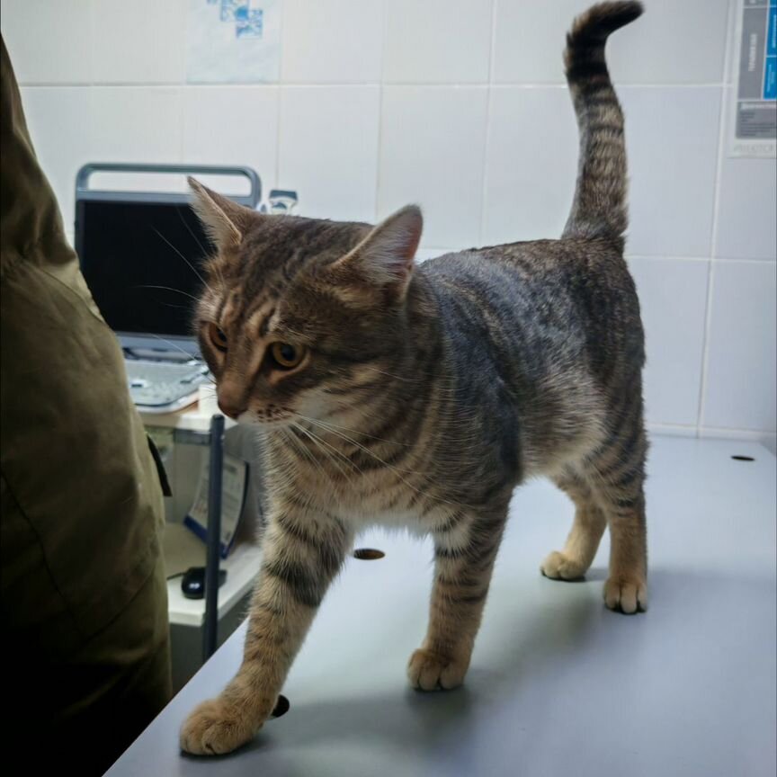 Котик в добрые руки