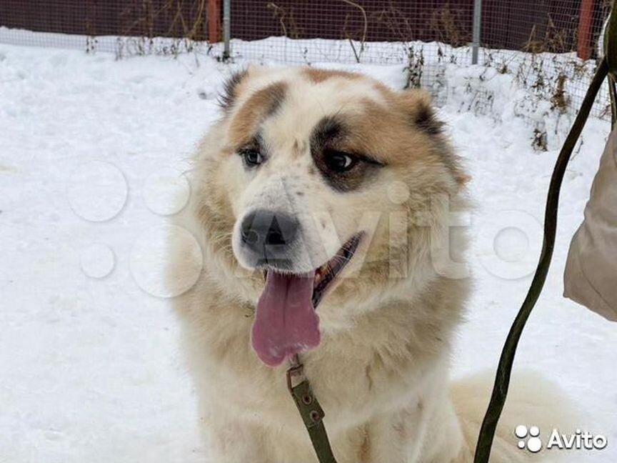 Отдам собаку в хорошие руки