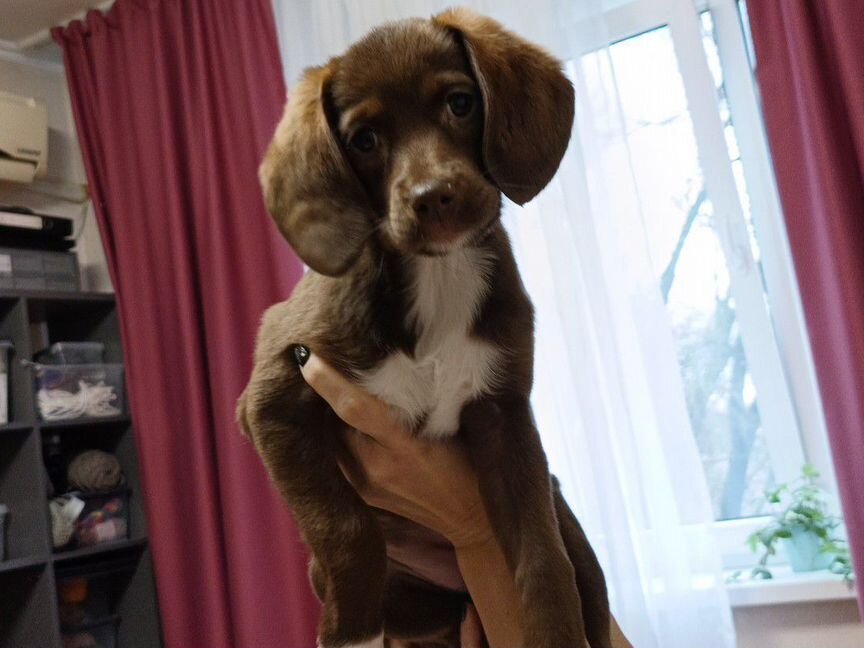 Отдаю сабаку в добрые руки