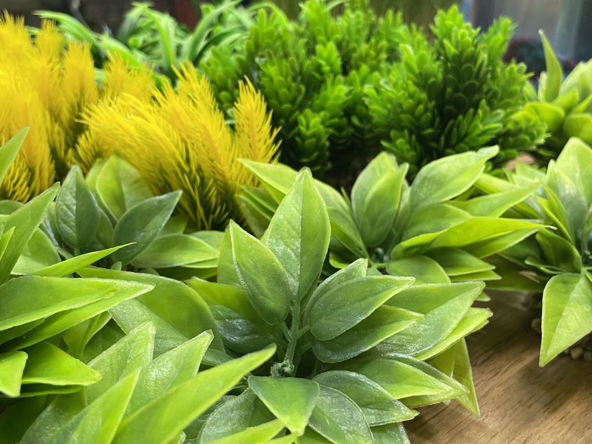 Аквариумные растения