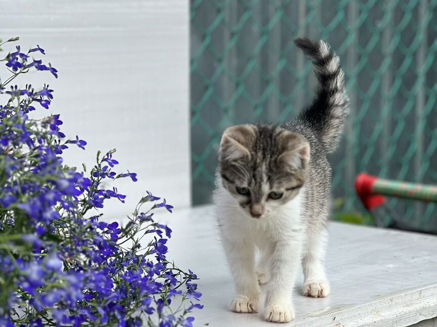 Милый котенок в добрые руки