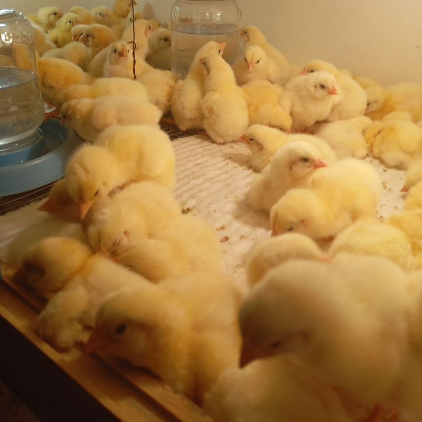 Испанский бролер