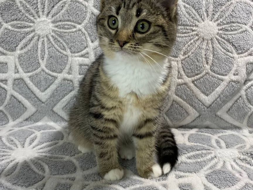 Котёнок в добрые руки