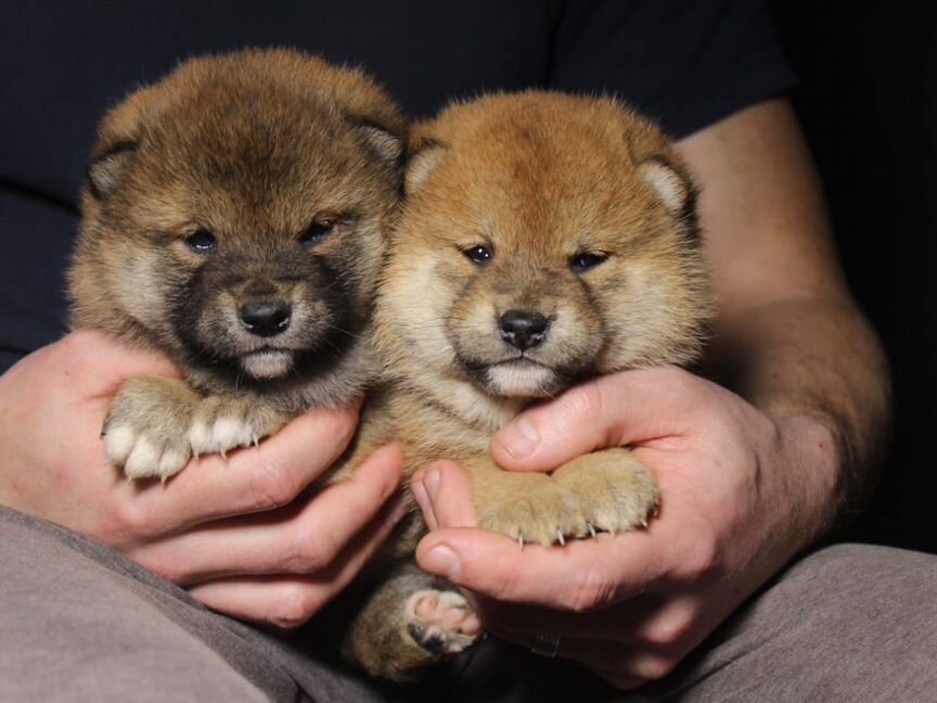 Щенки сиба ину