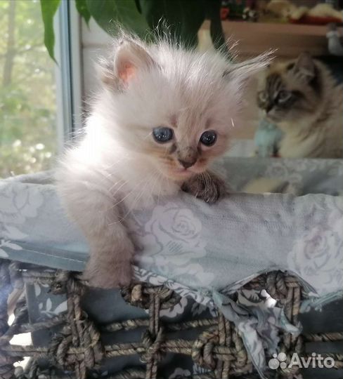 Невские маскарадные котята