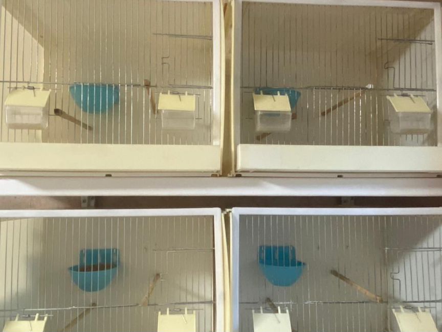 Боксы для птиц