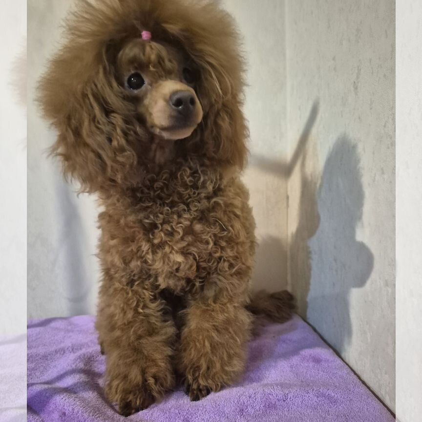 Пудель, щенок