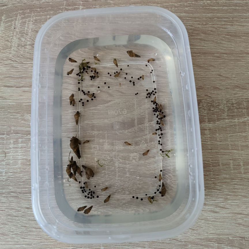 Улитки мелания