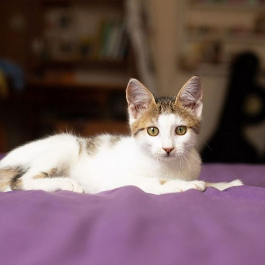 Котëнок в добрые руки