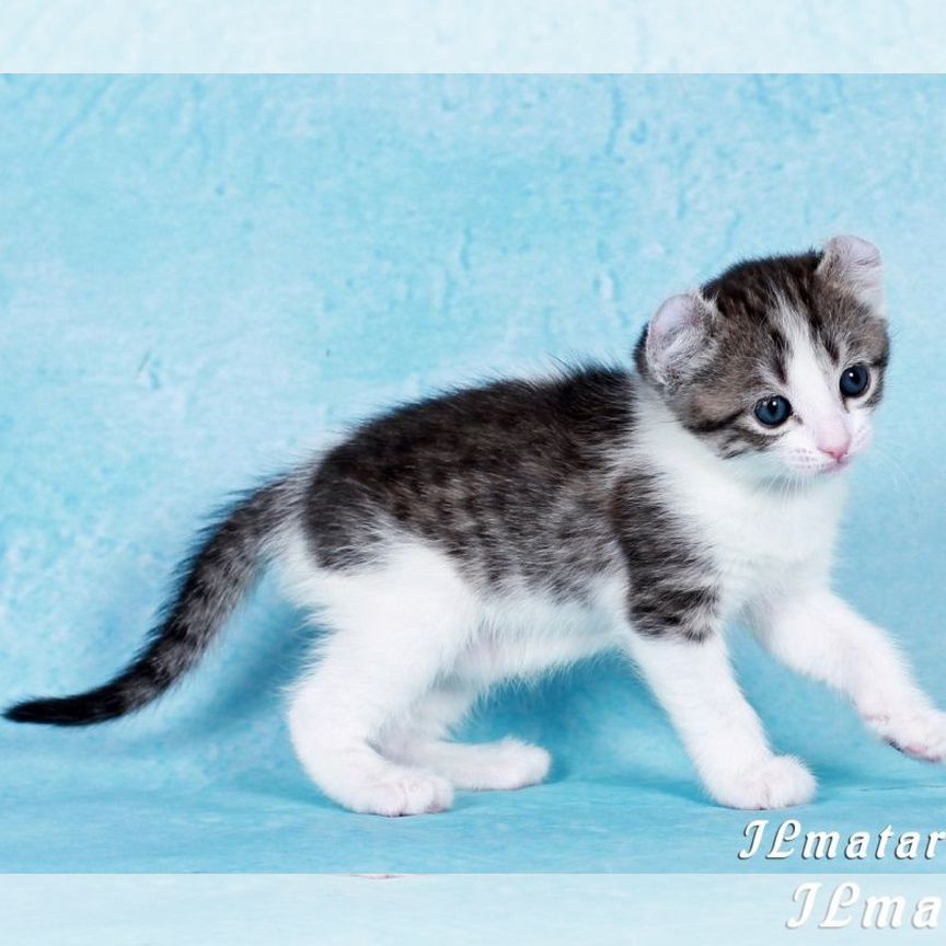 Американский керл котята