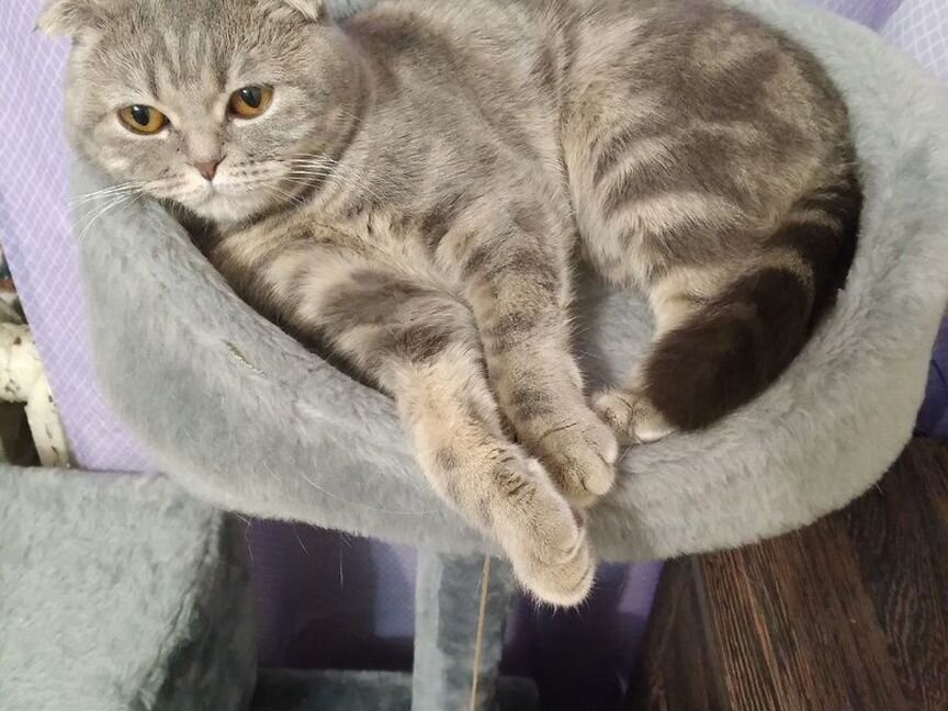 Шотландская кошка вязка