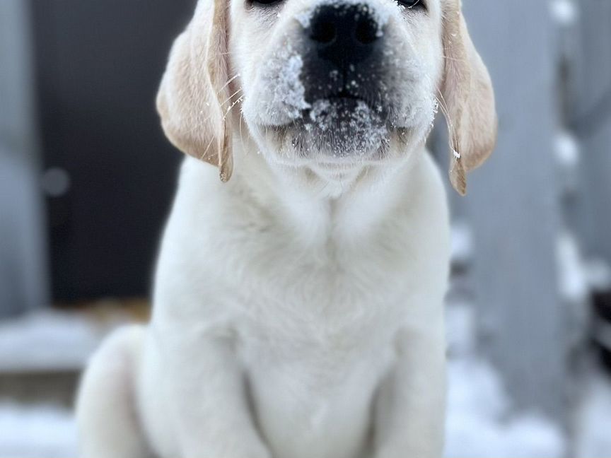 Лабрадор ретривер палевый