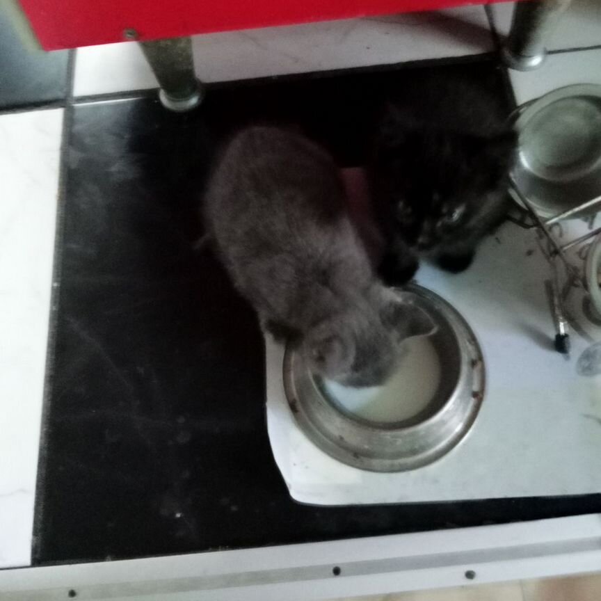 Котята в добрые руки бесплатно