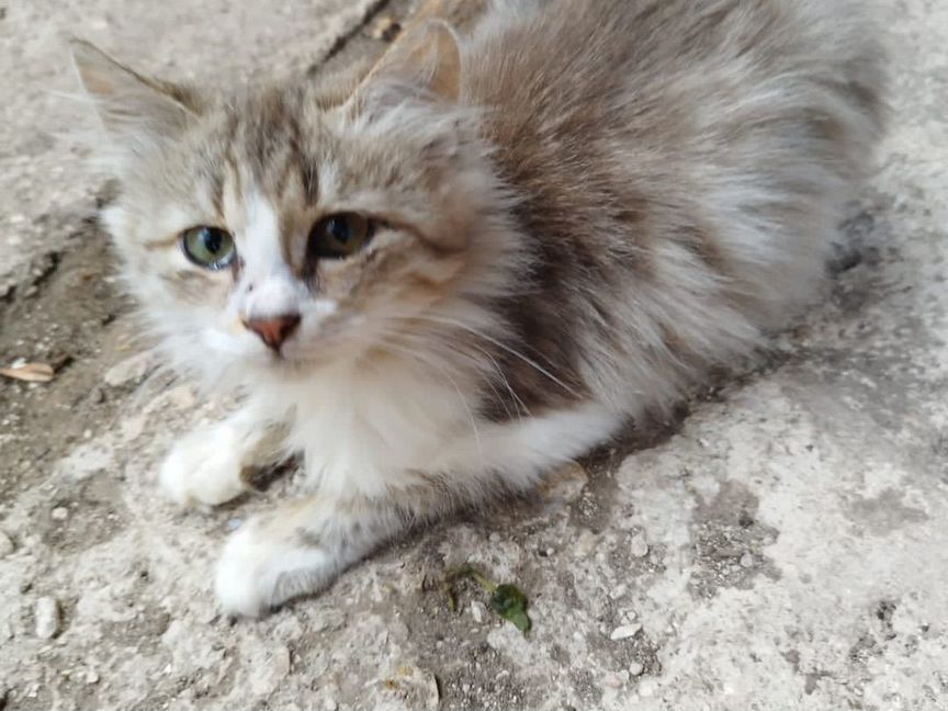Особенному котенку нужен дом
