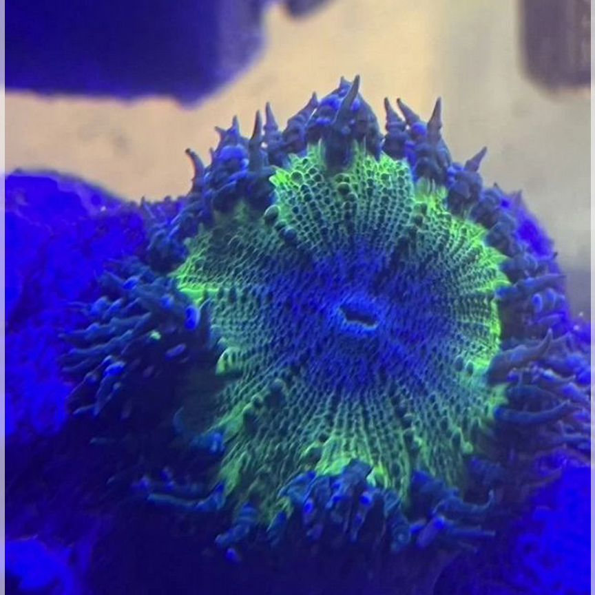 Рок анемоны(rok flower anemone)