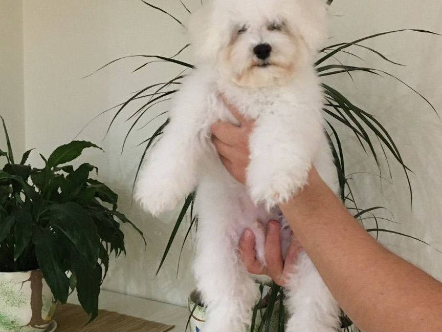 Щенки Бишон Фризе