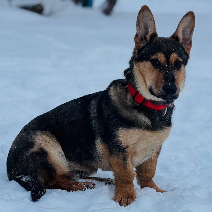 Щенок в добрые руки