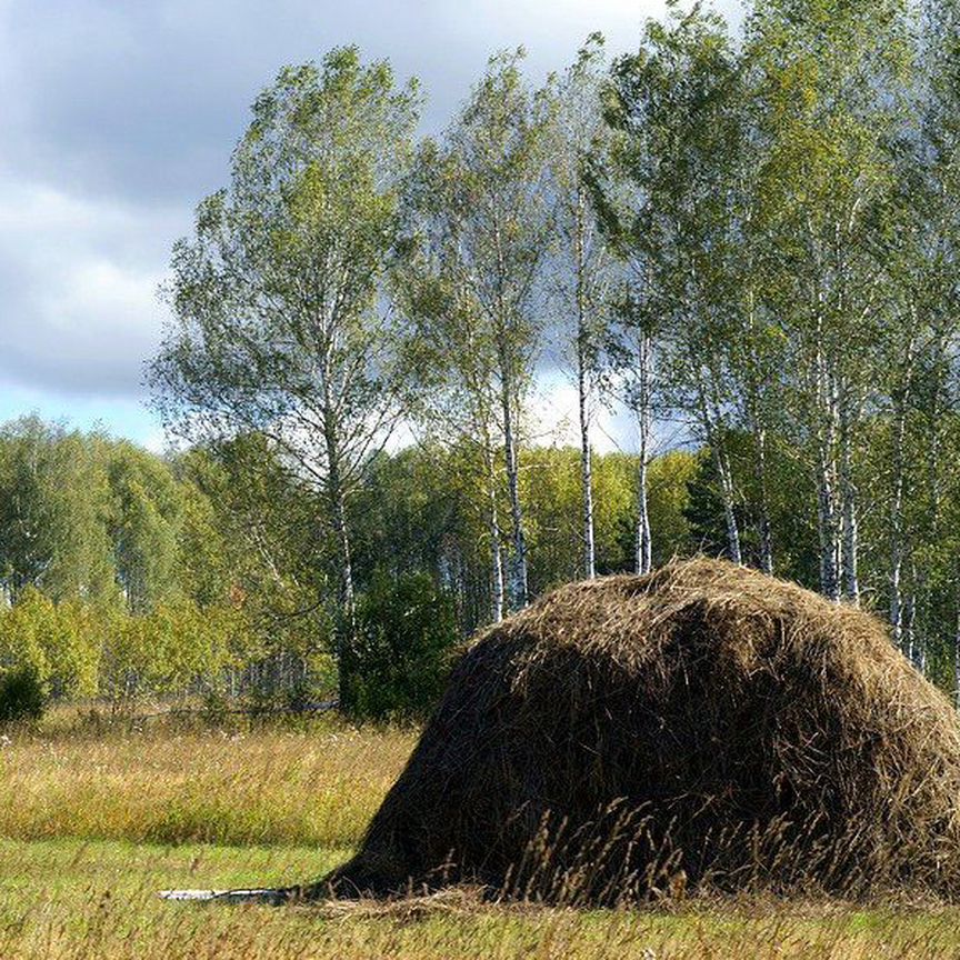 Сено отдам бесплатно