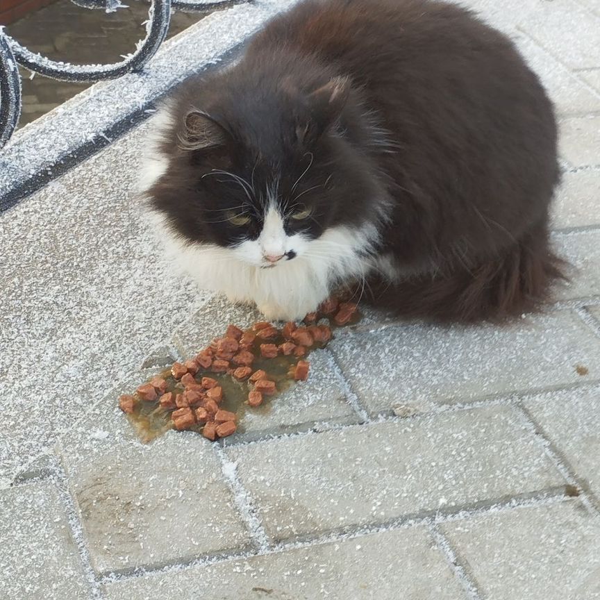 Ищем хозяина